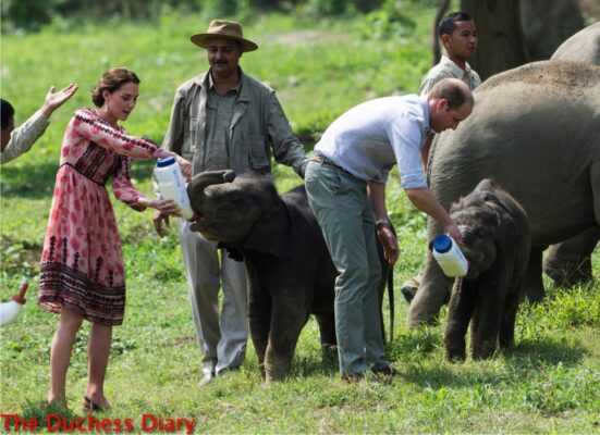 Best Photo Op EVER: Kate Middleton Feeds Baby Elephants and Rhinos